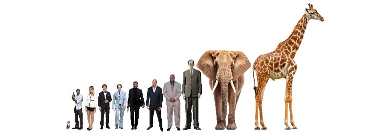 SizeAll - compare African Giraffe vs African Elephant vs Robert Wadlow ...