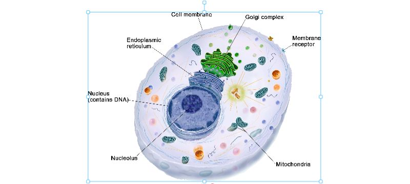 SizeAll - compare Human Cell vs Red Blood Cell vs Escherichia coli ...