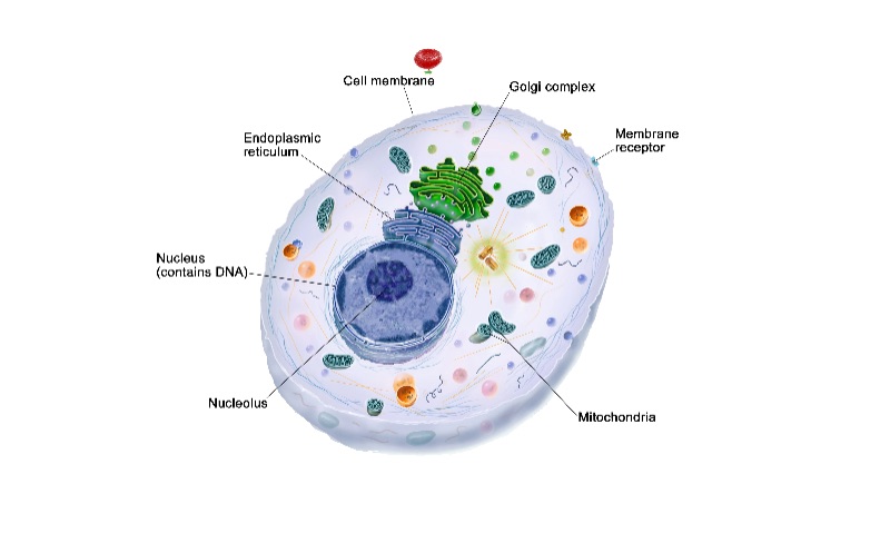 SizeAll - compare Human Cell vs Red Blood Cell vs Escherichia coli ...