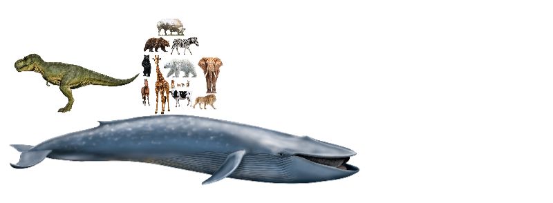 SizeAll - compare Blue whale vs Tyrannosaurus rex vs African Giraffe vs ...